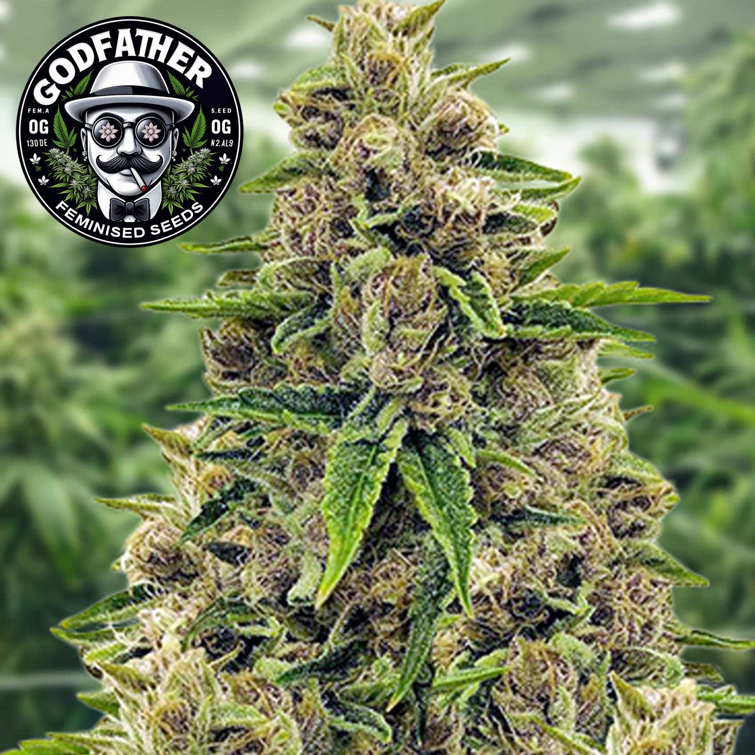 Buy Godfather OG Indica Feminized Marijuana Seeds | Island Roots