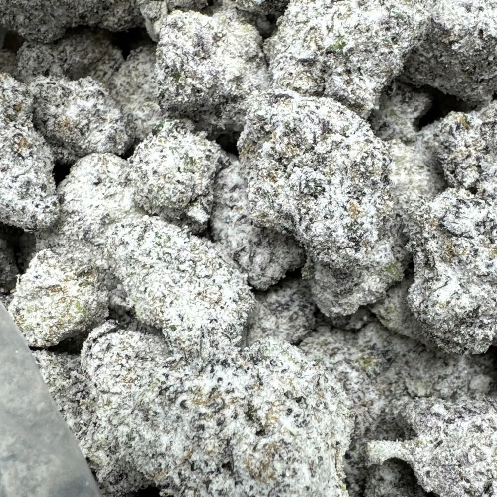 Gelato 41 THCA Snowcaps – Island Roots